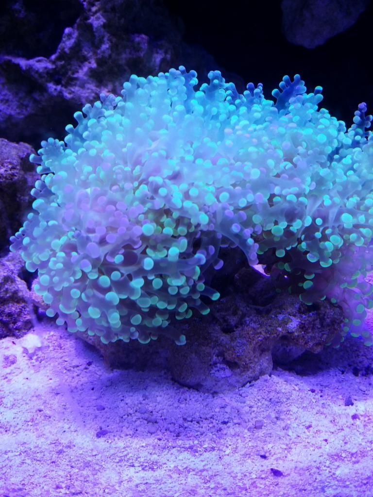 Hammerhead polyps dropping? And frogspawn with white tips? | Reef2Reef