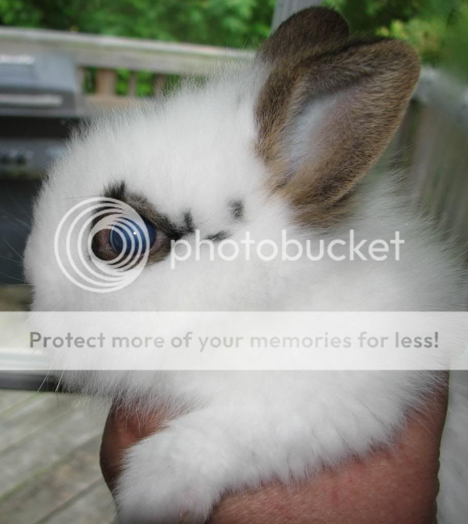 PICTURES ADDED Baby rabbit with cataract | Rabbit Talk - Meat Rabbit ...